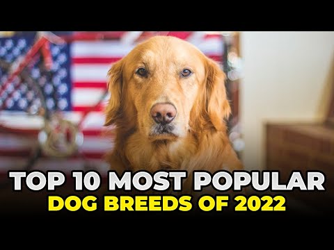 Top10 Most Popular Dogs According To AKC