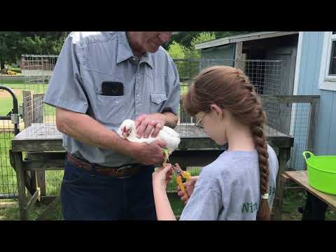 Preparing Poultry for Show Day with Ohio 4Hers - Part 1