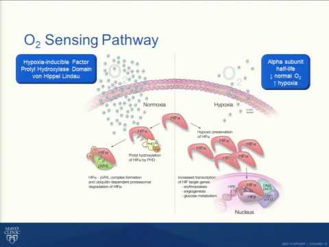 Testing Strategies for Evaluating Patients with Hereditary Causes of Erythrocytosis