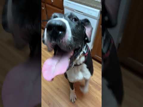 Rory #adoption #greatdane #greatdanelove