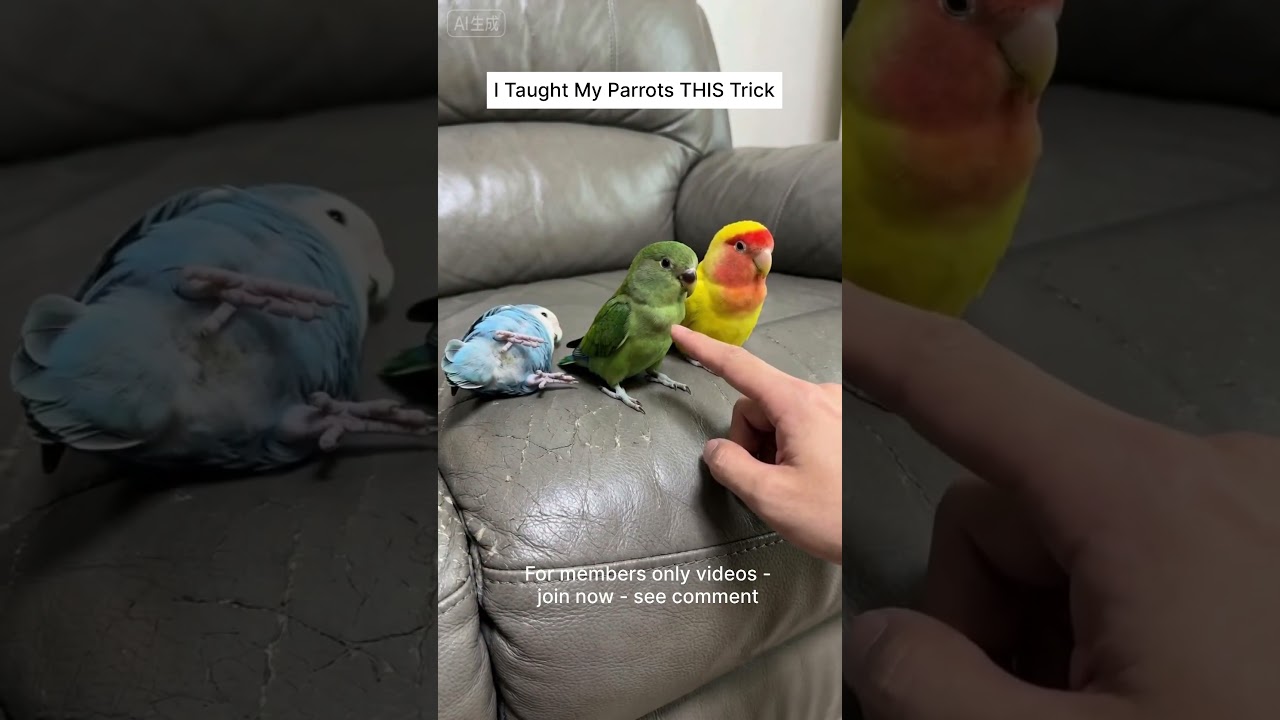 I Taught My Parrots THIS Trick