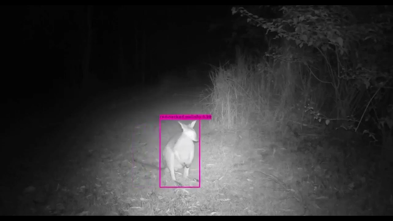 AI Training Data for Motion Sensor Wildlife | Wisepl Annotation Services | Wisepl | Computer Vision