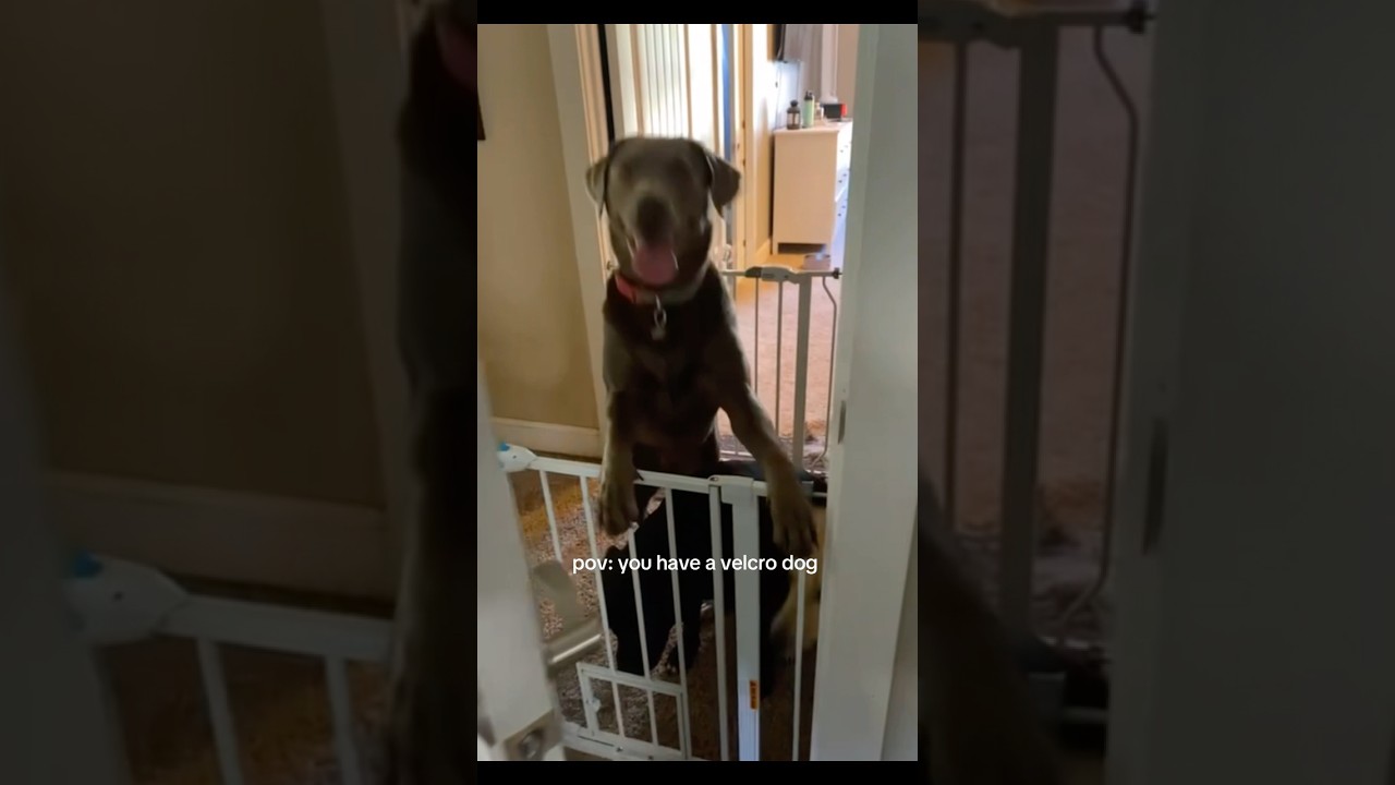 personal space? never heard of her 🤣 #velcrodog #dogshorts #labrador #silverlab #shrek #smartdog