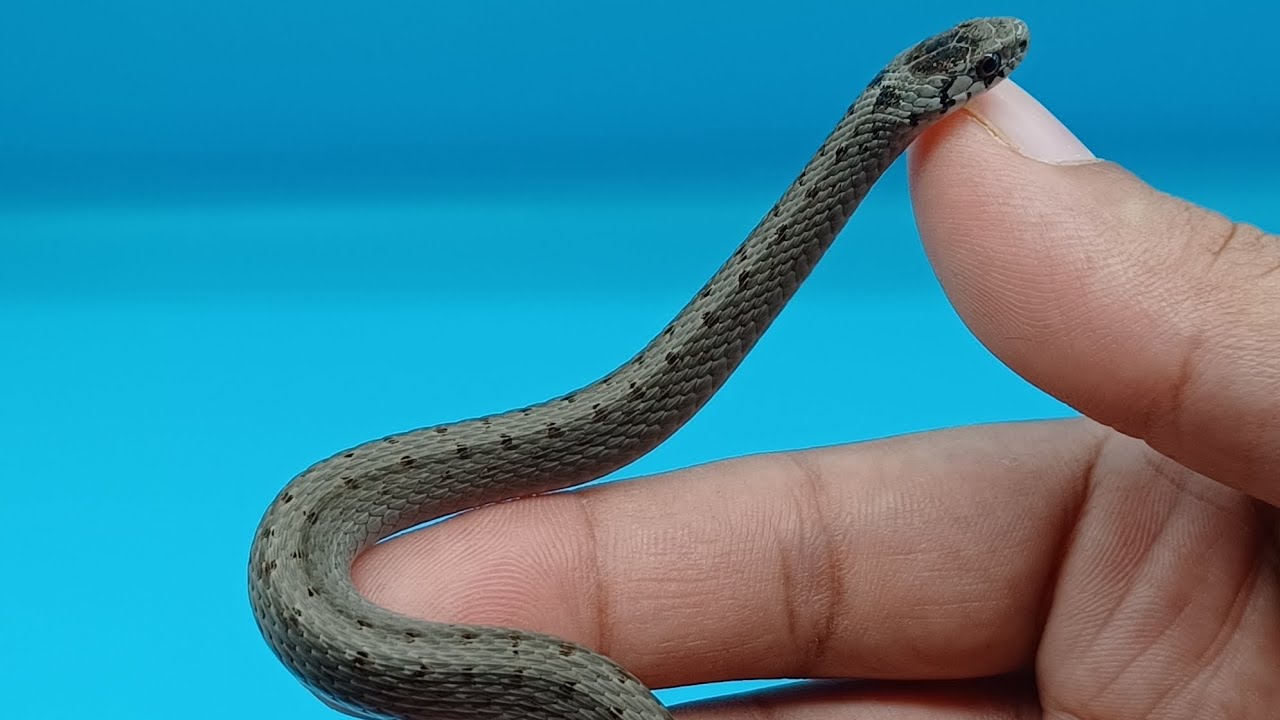 Dekay brown snakes are the good pets?