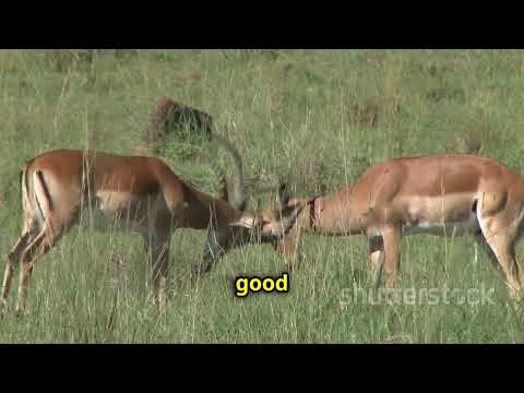 Meet the Nyala: The Shy, Striped Antelope with Curly Horns!