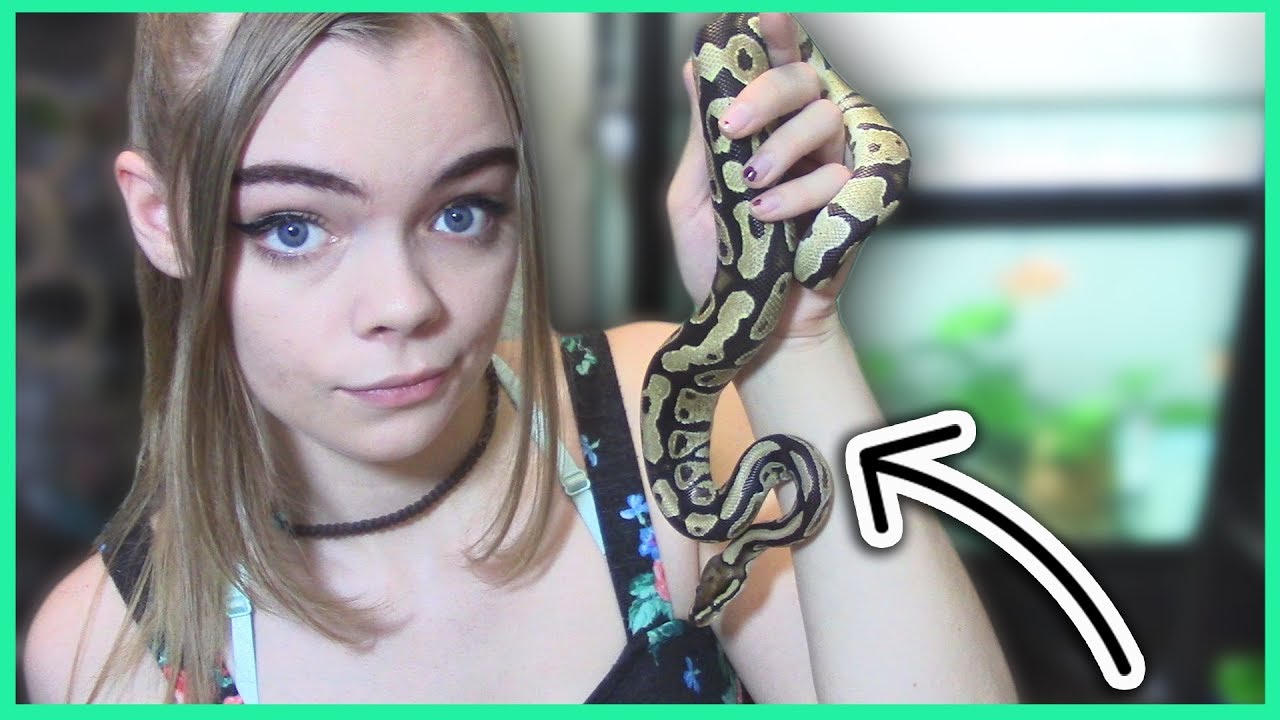 10 Best Pet Snakes for Beginners | Choosing the Right One