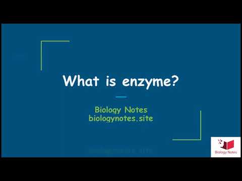 What is enzyme?