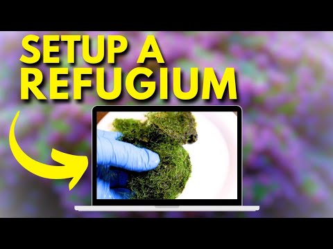 3 Benefits of Having a Refugium for your Reef Tank