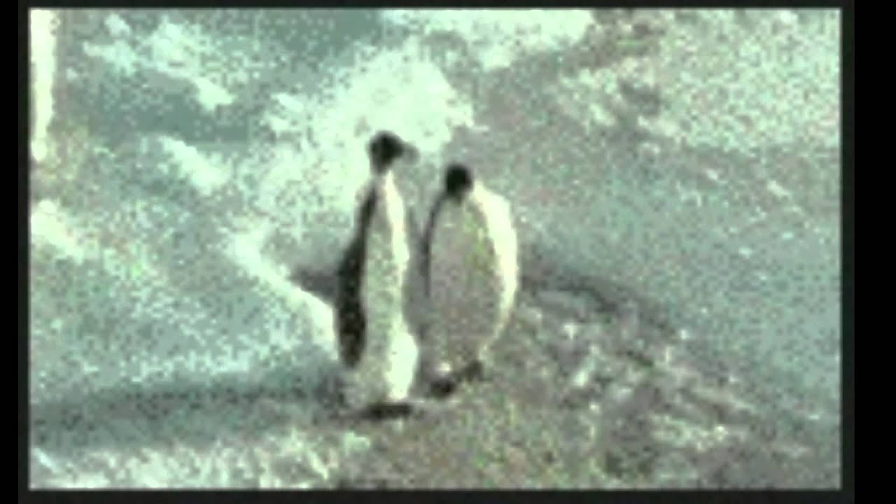 FUNNY PENGUIN (gif) collection