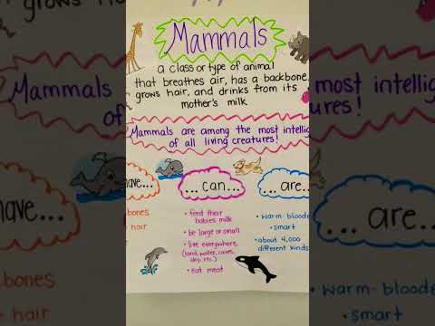 classification of mammals #shorts