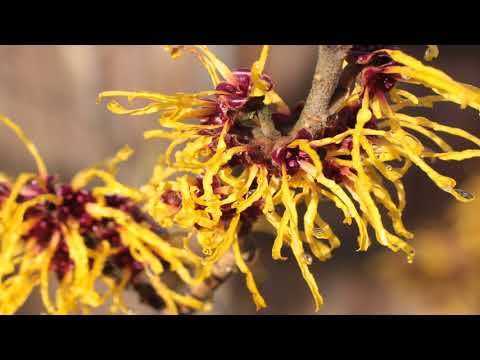 Learn about witch-hazel | what is hazel