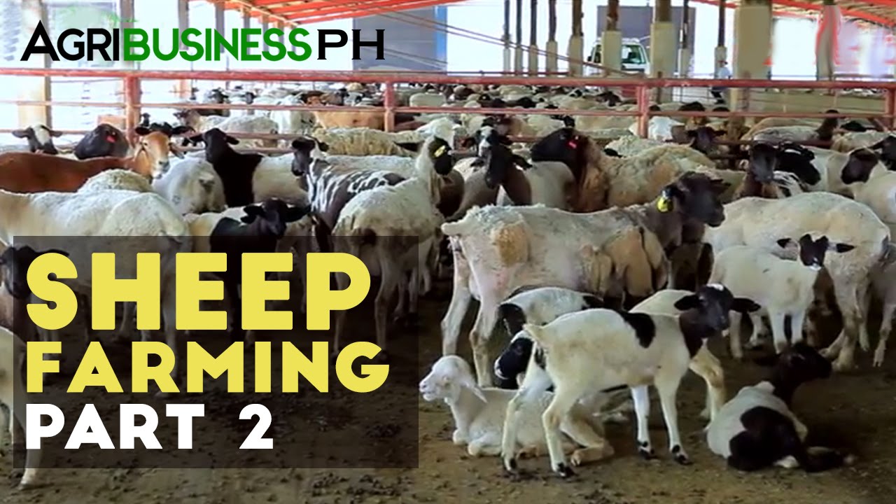 Sheep breeding | Sheep farming part 2 #Agribusiness