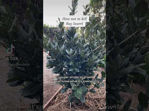 Grow Bay Laurel for your kitchen garden. #permaculture #foodforest