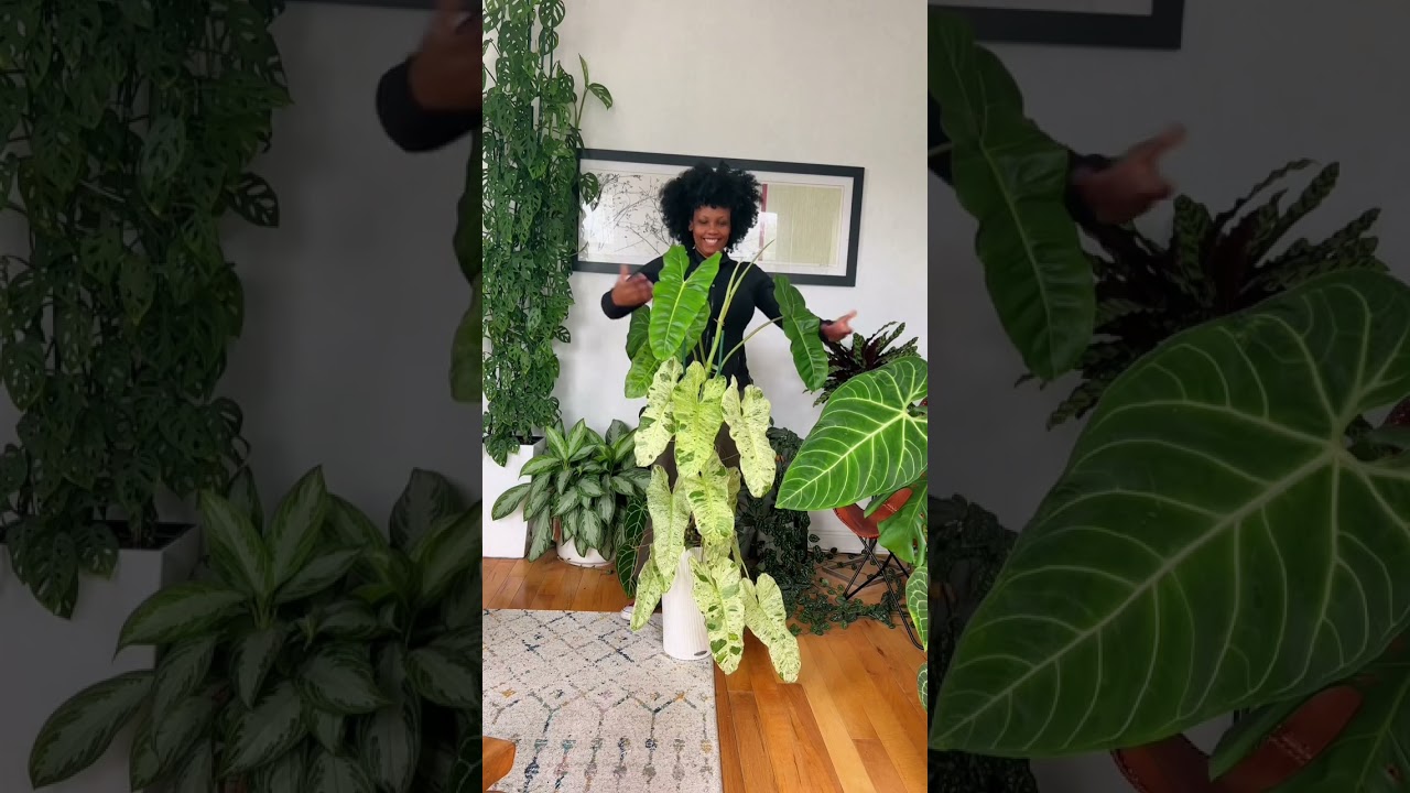 Paraíso Verde - Before & After #houseplants #indoorplants #plants #philodendron