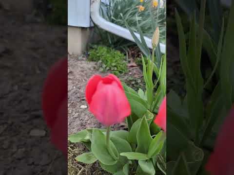 Red Tulips