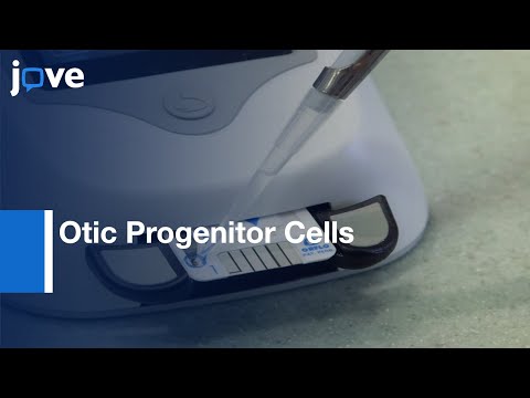 Otic Progenitor Cells to initiate differentiation | Protocol Preview