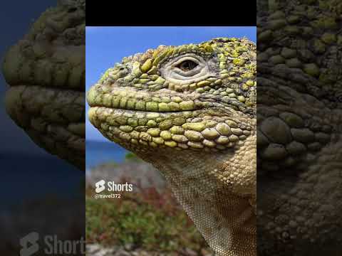 The Galápagos Islands in Ecuador #travel #adventure #explore #nature #traveling #ecuador #houston