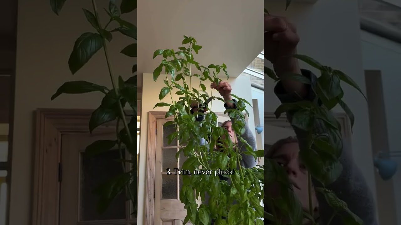 The Basil Trick You Wish You Knew Sooner 🌱