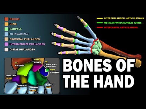 BONES OF THE HAND (LEARN IN 2.5 MINUTES!)