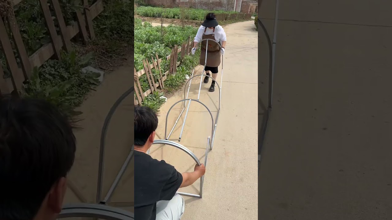Chicken Training in a Tunnel Run! #chicken #pets #poultryfarming #freerangechickens