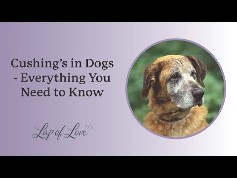 Cushing's in Dogs - Everything You Need to Know