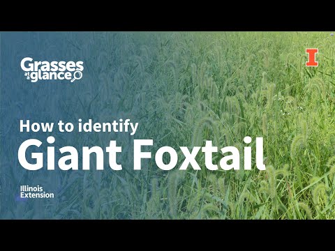 How to Identify Giant Foxtail - Grasses at a Glance