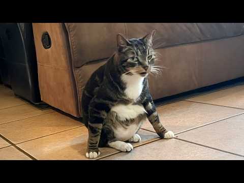 When your cat forgets it's a cat 😂…Funny Cat Videos 2025