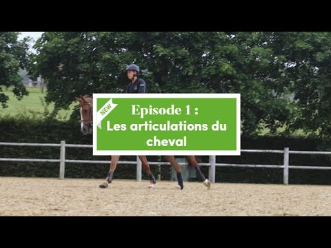 Episode 1 : Les articulations du cheval 🦵🏼