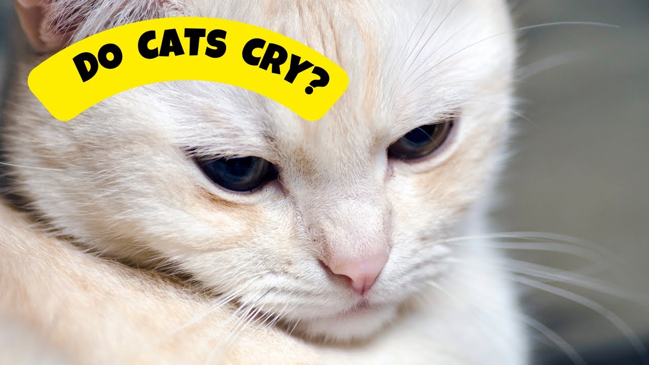 Do Cats Cry?- Unraveling the Mystery Behind Feline Tears