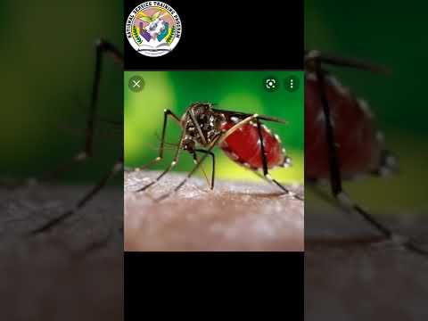 NSTP 2 HISTORY OF DENGUE/ WHAT IS DENGUE/ FIRST PERSON WHO DISCOVERED DENGUE