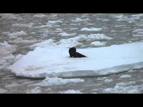 Approaching the Antarctic Circle, latitude 66.33