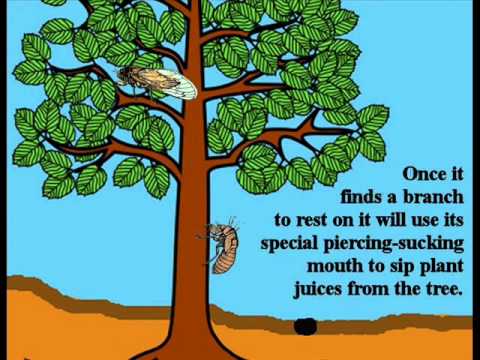 what is a cicada