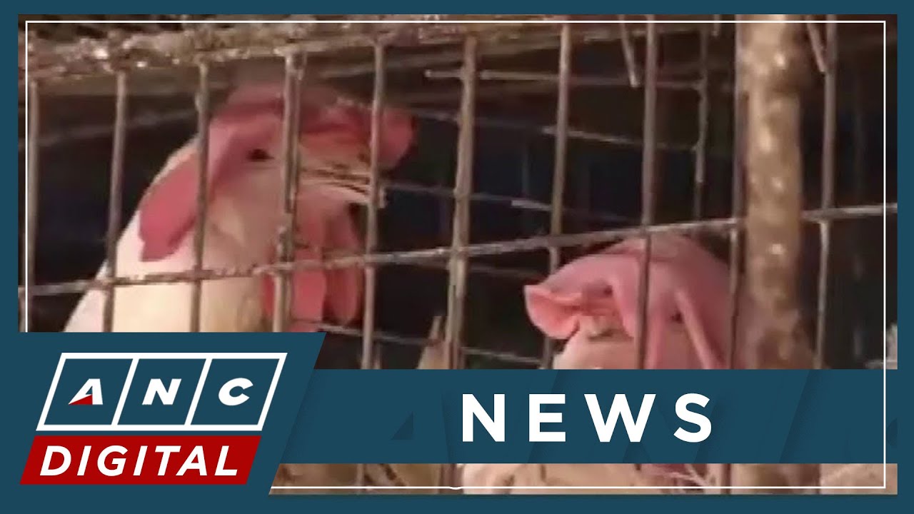 PH gov't bans import of birds, poultry products from New Zealand amid avian influenza outbreak | ANC