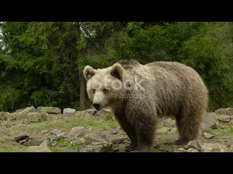 The Bear's Tale A French Proverb