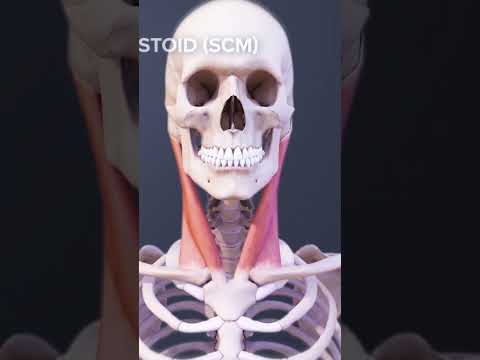 The Sternocleidomastoid Muscle (SCM)