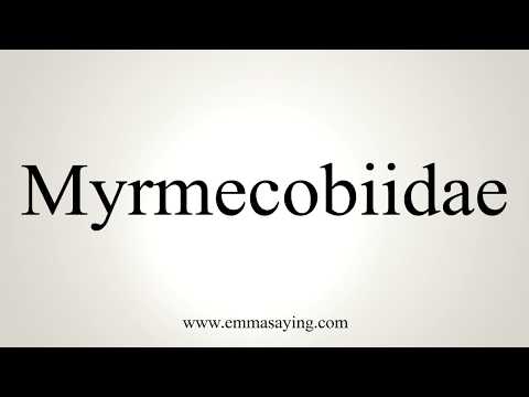 How To Pronounce Myrmecobiidae