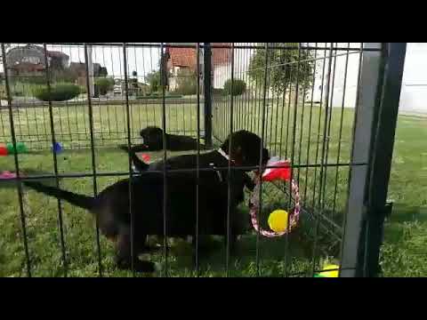 Litter E puppy playground(6)