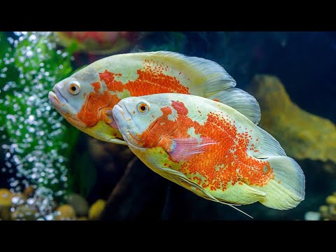 Oscar Fish Care Tips | Keeping Your Oscars Healthy and Happy!