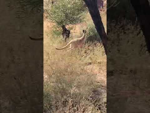 Fast kangaroos
