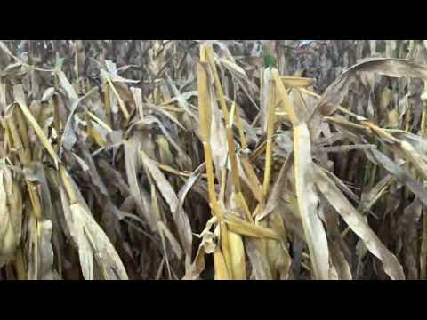 Veltyma Applied "Just in Time" to Stop Tar Spot