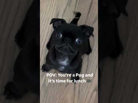 #54 Funniest Cats And Dogs videos πΆπ± #funny #animals #cuteanimals