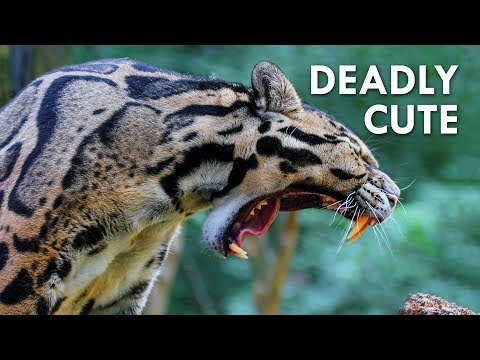 Clouded Leopards: Modern Day Saber-Tooths