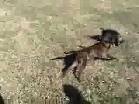 Murphy at Play