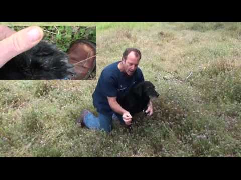Foxtails in the Ears of Dogs and Rattlesnake Vaccine