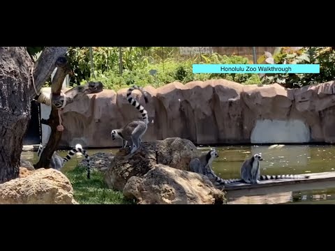 Honolulu Zoo Walkthrough | Oahu, Hawaii