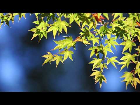 Soothing Meditation Music for Stress-Free Mind