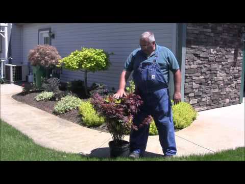 Buying Low-Priced Japanese Maples