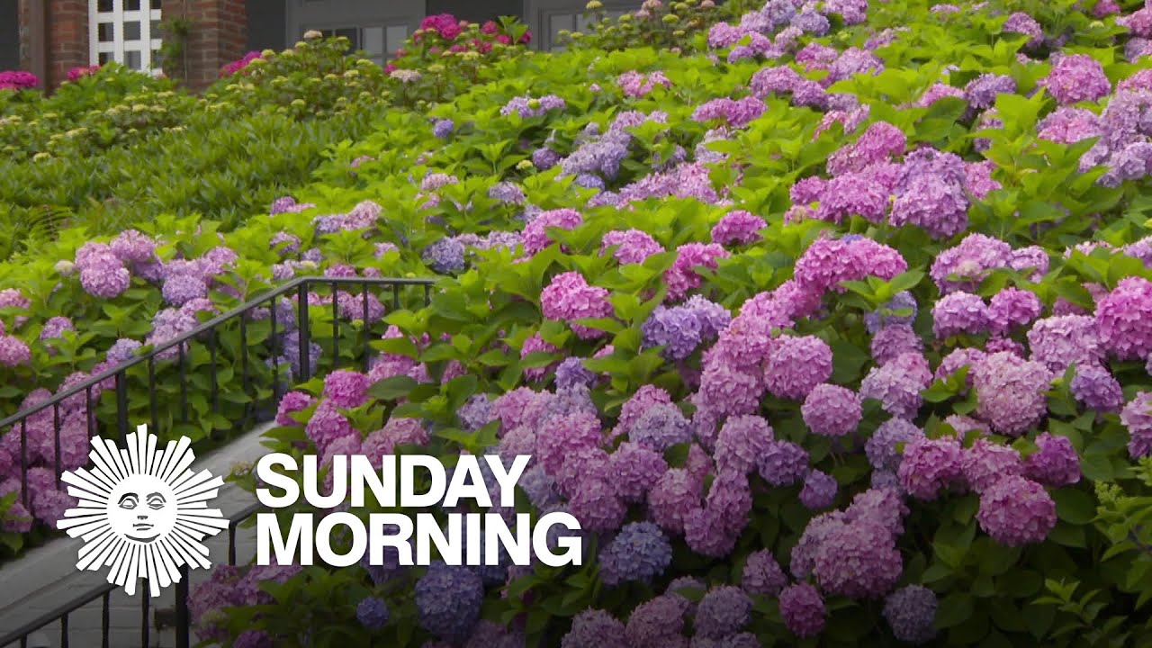 Nurturing the magic of hydrangeas