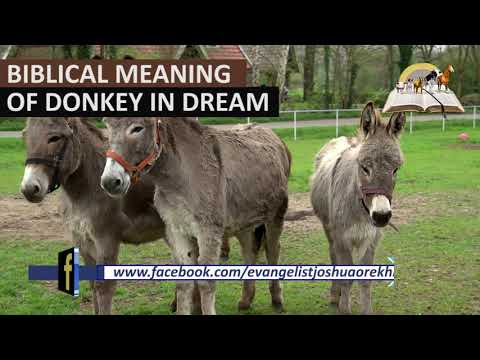 Biblical Meaning of DONKEY in Dream - Find Out The Spiritual Meaning