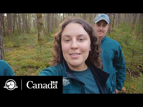 Protecting Kejimkujik’s Hemlock Legacy | Field Notes | Parks Canada